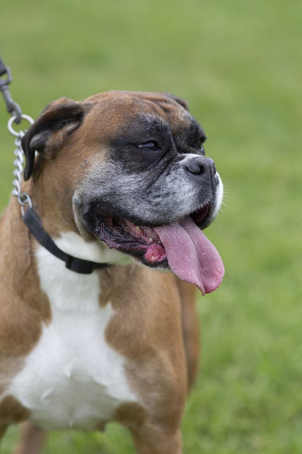 266 Dog Facing Forward Photos - Free & Royalty-Free Stock Photos from ...