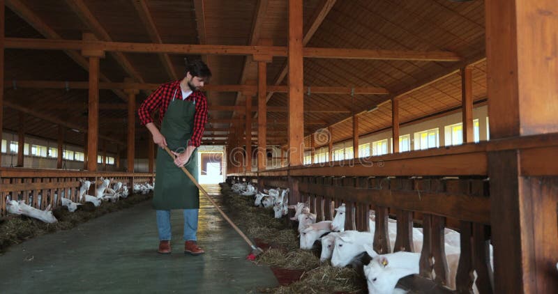 Handsome Farm Worker Cleaning and Feeding Goats. Ecologically Friendly ...