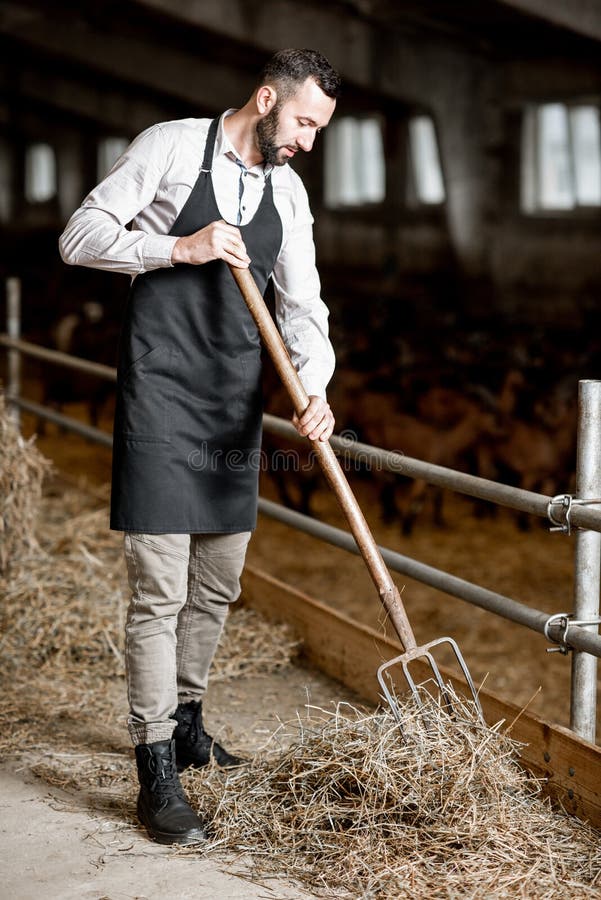 Farmer with Hay in the Stable Stock Photo - Image of shirt, animal ...