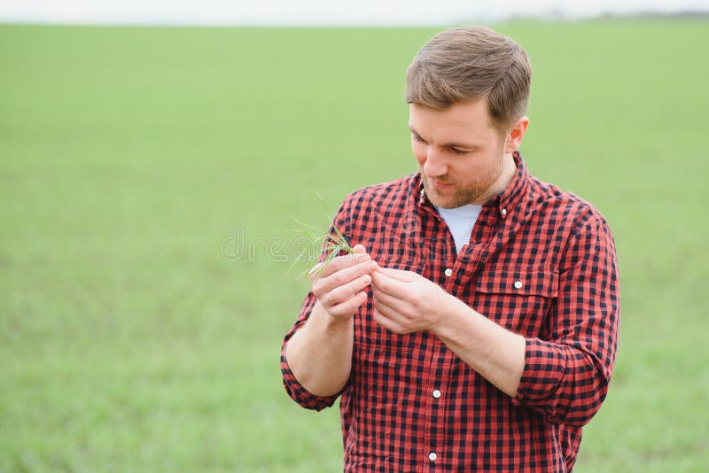 Handsome Farmer. Young Man Walking in Green Field. Spring Agriculture ...