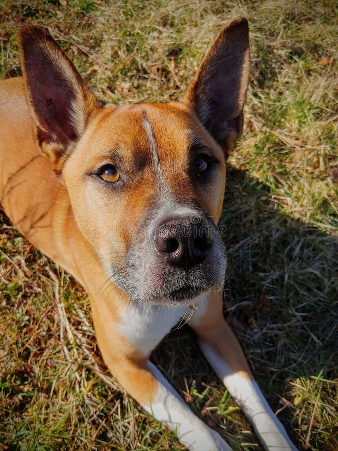 Handsome German Shepherd Mixed Dog with Oversized Ears. Stock Image ...