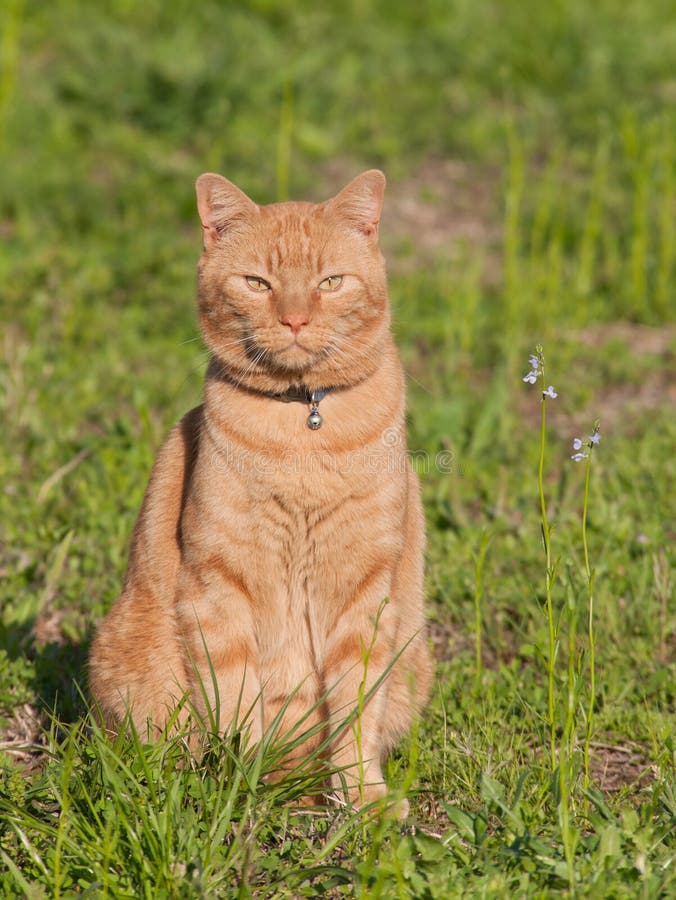 Handsome ginger tabby cat stock photo. Image of ginger - 31062868