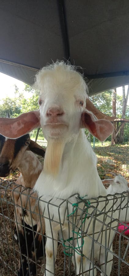 216 Handsome Goats Stock Photos - Free & Royalty-Free Stock Photos from ...