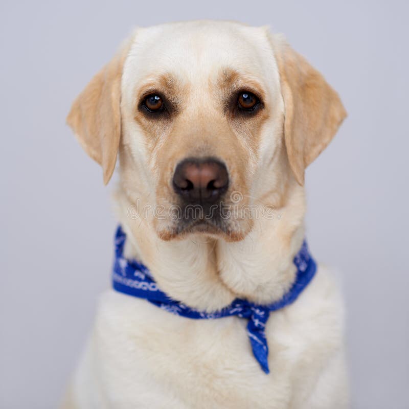 Handsome golden labrador stock photo. Image of labrador - 28669306