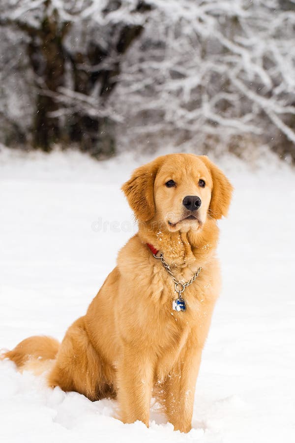 Handsome Golden Retriever in the Snow Stock Photo - Image of coat ...