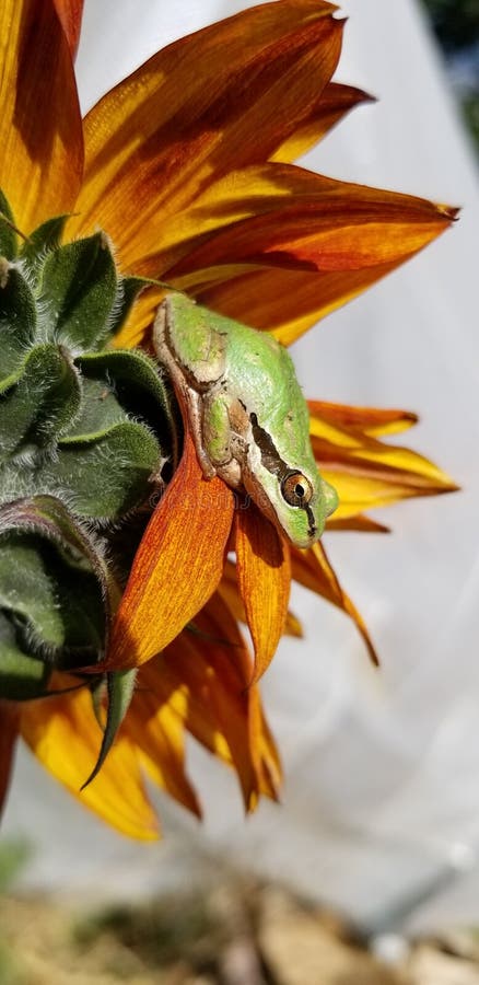 Handsome Green Tree Frog on Fiery Sunflower Stock Image - Image of ...