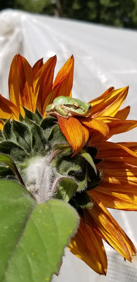 Handsome Green Tree Frog on Fiery Sunflower Stock Image - Image of ...