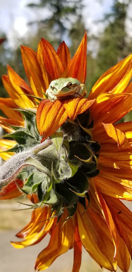Handsome Green Tree Frog on Fiery Sunflower Stock Image - Image of ...