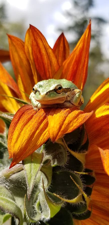 Handsome Green Tree Frog on Fiery Sunflower Stock Image - Image of ...