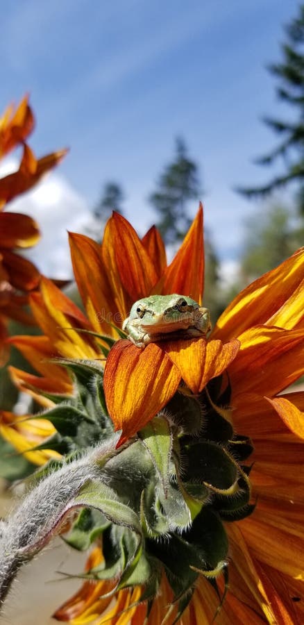 Handsome Green Tree Frog on Fiery Sunflower Stock Photo - Image of ...