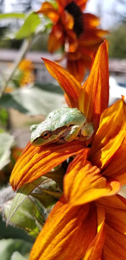 Handsome Green Tree Frog on Fiery Sunflower Stock Image - Image of ...