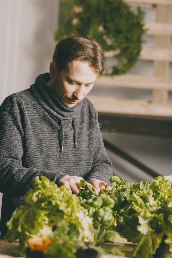 Handsome Grower Checking and Taking Care of Plants Stock Photo - Image ...