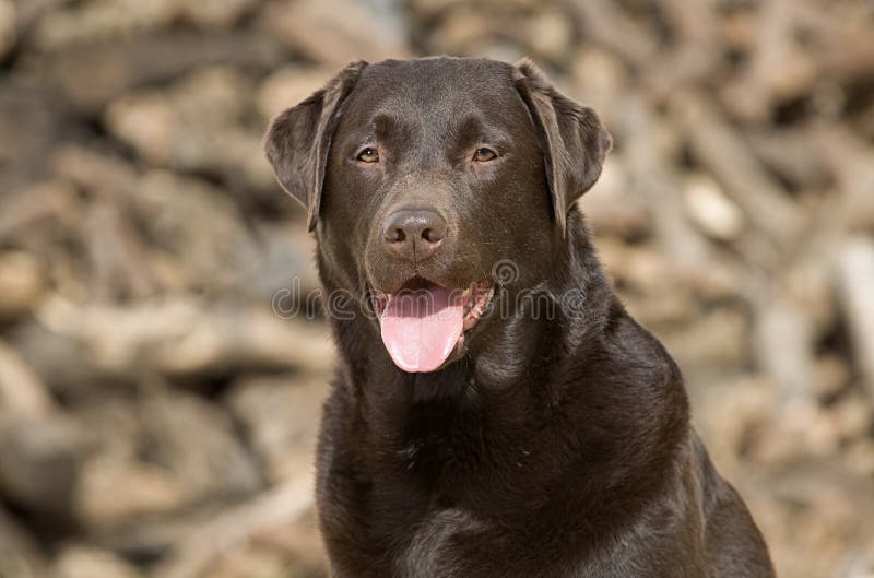 Chocolate Labrador in Pin Stripe Suit Stock Photo - Image of studio ...