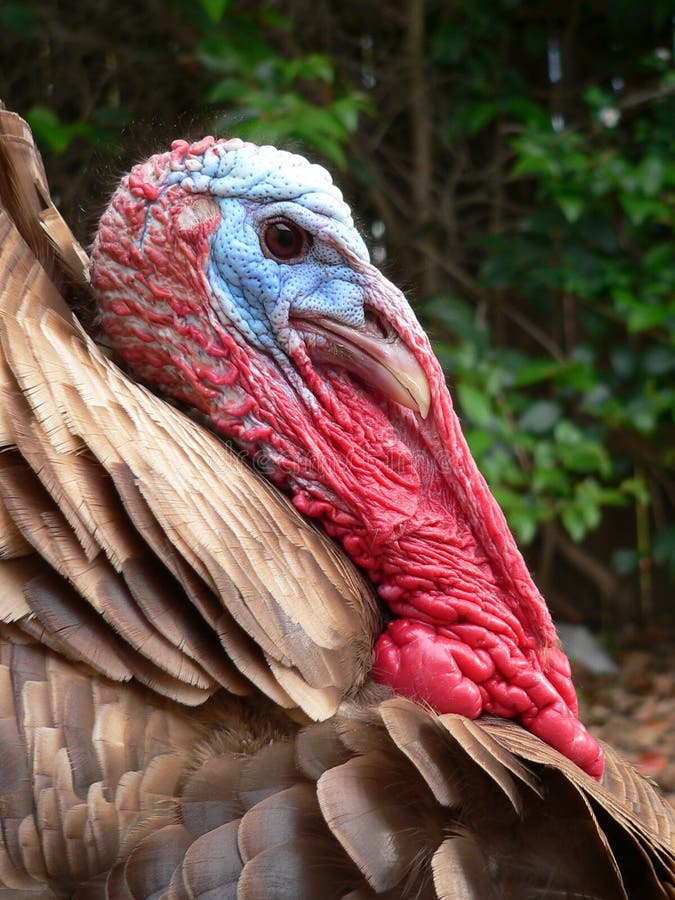 Heritage Auburn Tom Turkey Profile Stock Photos - Free & Royalty-Free ...
