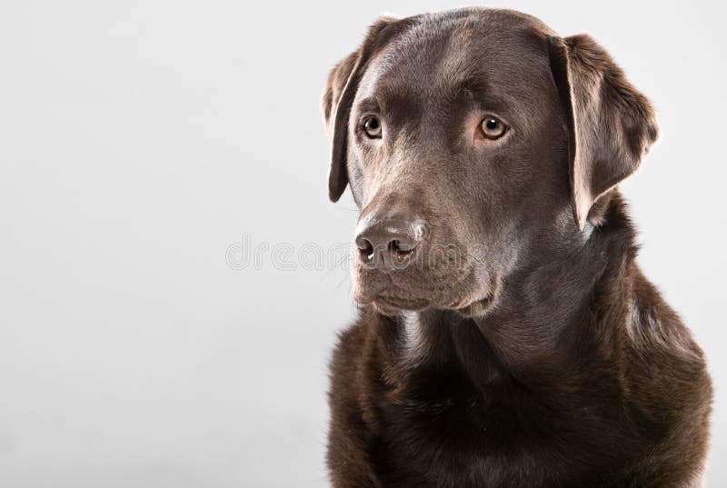 Dr Labrador with Copy Space Stock Photo - Image of retriever, cute: 8494172