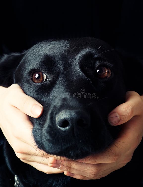 Handsome labrador stock image. Image of headshot, puppy - 16313475