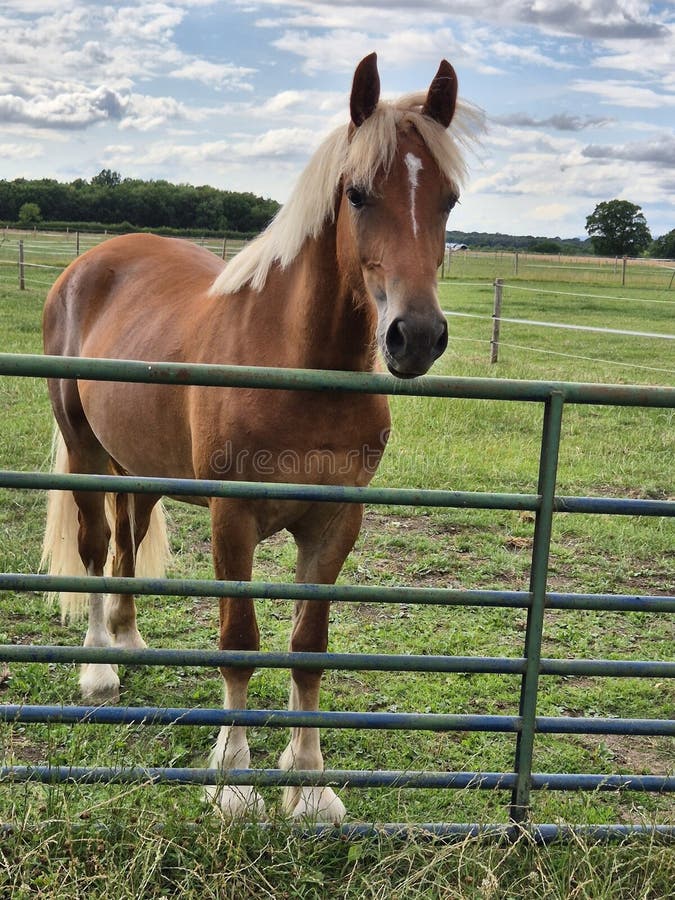 Handsome lad Welsh D stock image. Image of handsome - 395355445