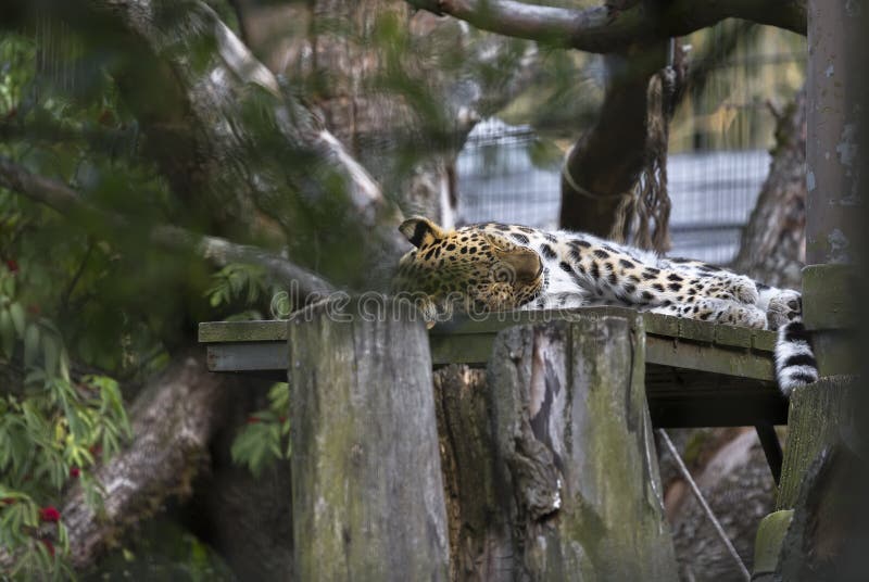 Handsome leopard sleeps stock image. Image of relax - 164172881
