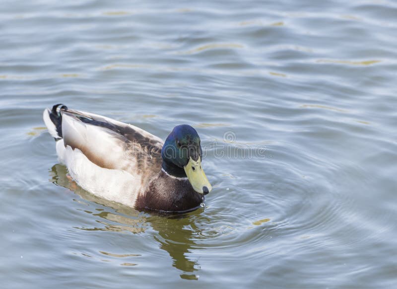 Handsome male duck - drake stock image. Image of outdoor - 69899909