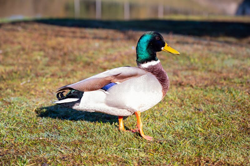 A Handsome Male Duck on Green Grass Stock Image - Image of bird, grass ...