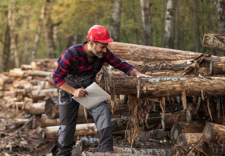 Lumberjack Checking Tree Trunks in Forest Stock Photo - Image of ...