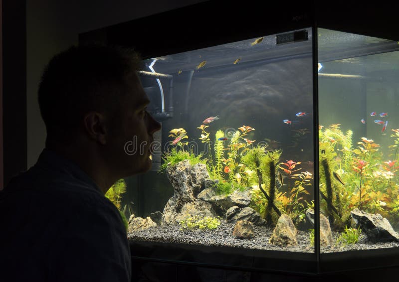 Handsome Man Looks at the Fish Stock Image - Image of male, design ...