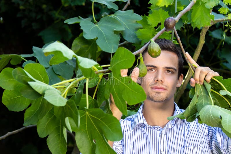 Handsome Man Picking Figs from a Tree and Smiling at Camera Stock Photo ...