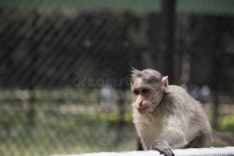 Handsome monkey stock photo. Image of mate, monkeyzoo - 84530326