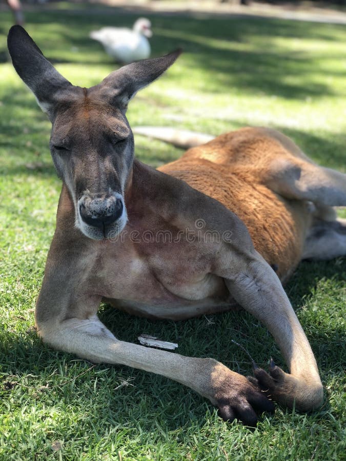 Kangaroo Muscular Arms