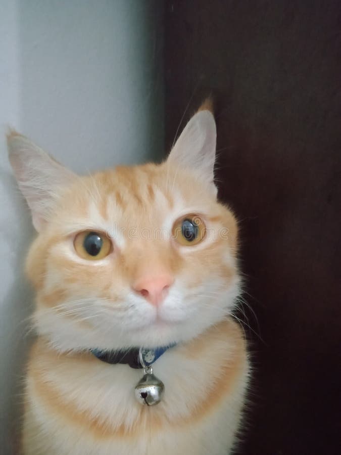 Handsome Orange Cat and Cute Stock Photo - Image of kitten, cute: 322353076