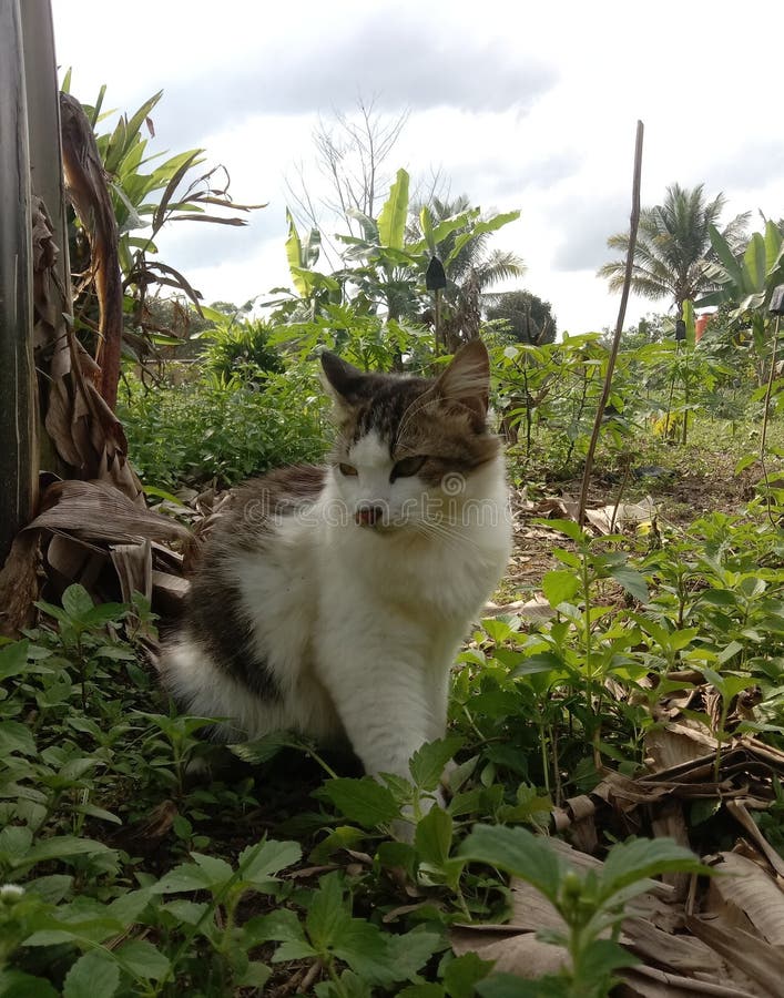 Jenispersia Stock Photos - Free & Royalty-Free Stock Photos from Dreamstime