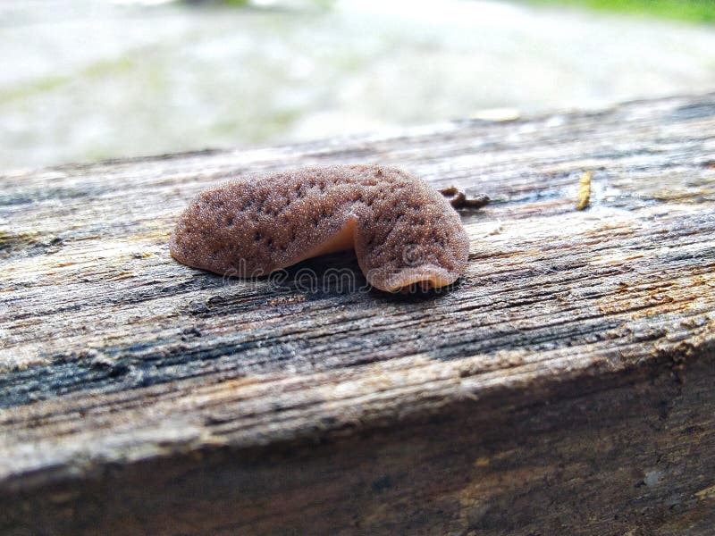 Handsome pose leech stock image. Image of wildlife, sand - 208859553