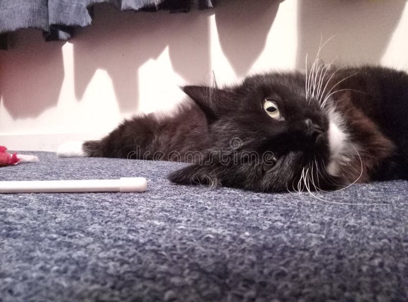 Glorious Black/white Ragdoll Stock Image - Image of kitten, relaxed ...