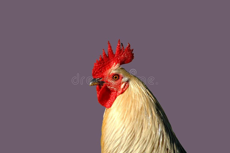 399 Handsome Rooster Photos - Free & Royalty-Free Stock Photos from ...
