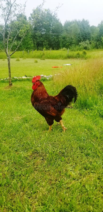 The handsome rooster stock image. Image of prairie, poultry - 239453035