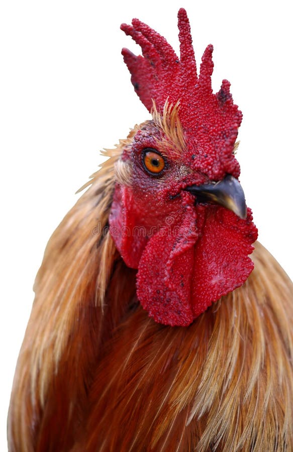 Handsome Rooster Isolated on White Backround Stock Image - Image of ...