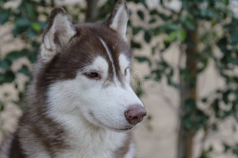 A Handsome Siberian Husky Dog Stock Image - Image of husky, animal ...