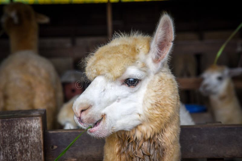Handsome Smile Alpaca with Green Grass in Their Mouth Stock Image ...