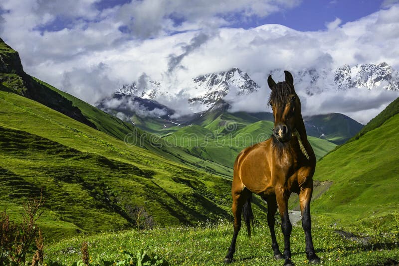Handsome stallion stock image. Image of prairie, plain - 289722463