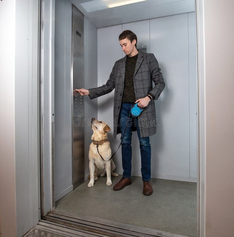 Handsome Stylish Man Standing with Labrador Dog in Elevator Stock Image ...