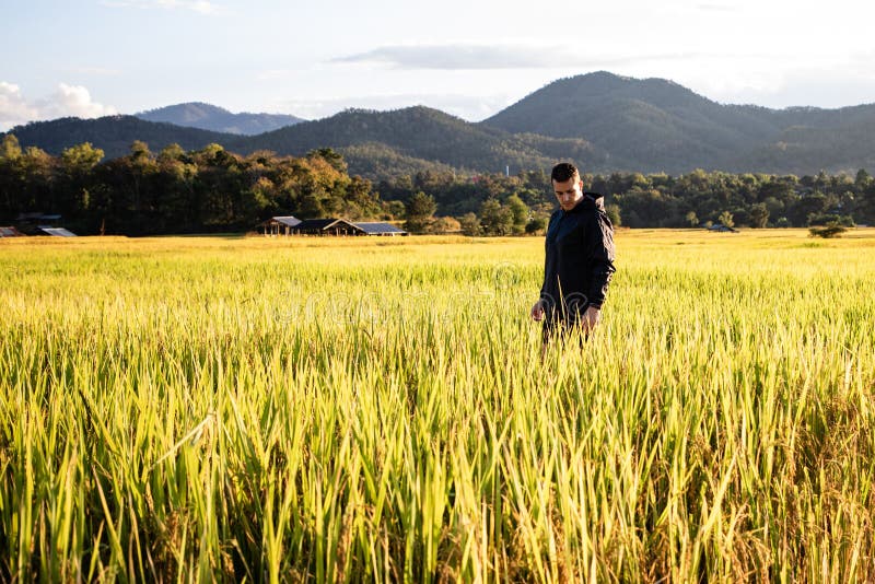 Handsome Traveler Man on Rice Fields in Thailand Stock Photo - Image of ...