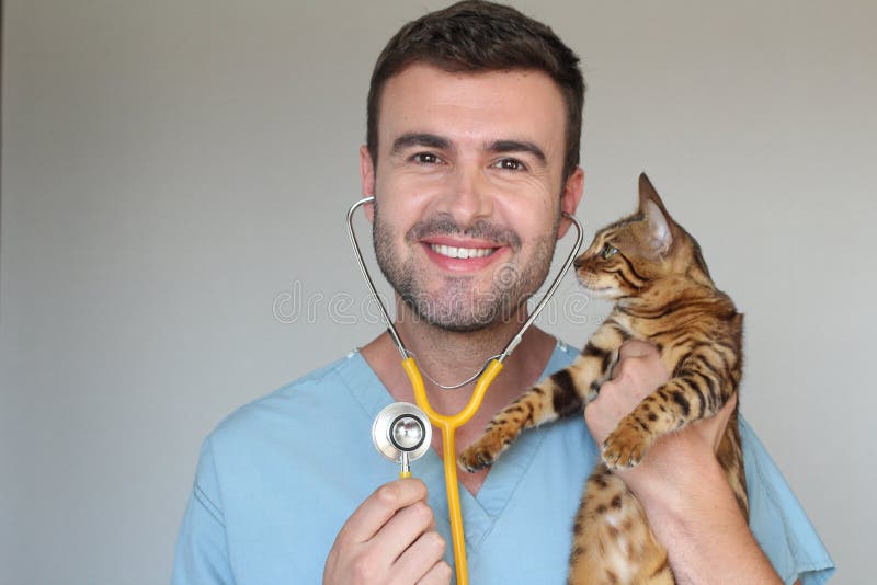 Bengal Cat Holding an Iron with Its Paws Stock Image - Image of ...