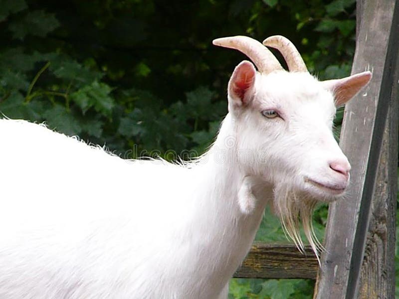 808 Handsome Goat Stock Photos - Free & Royalty-Free Stock Photos from ...