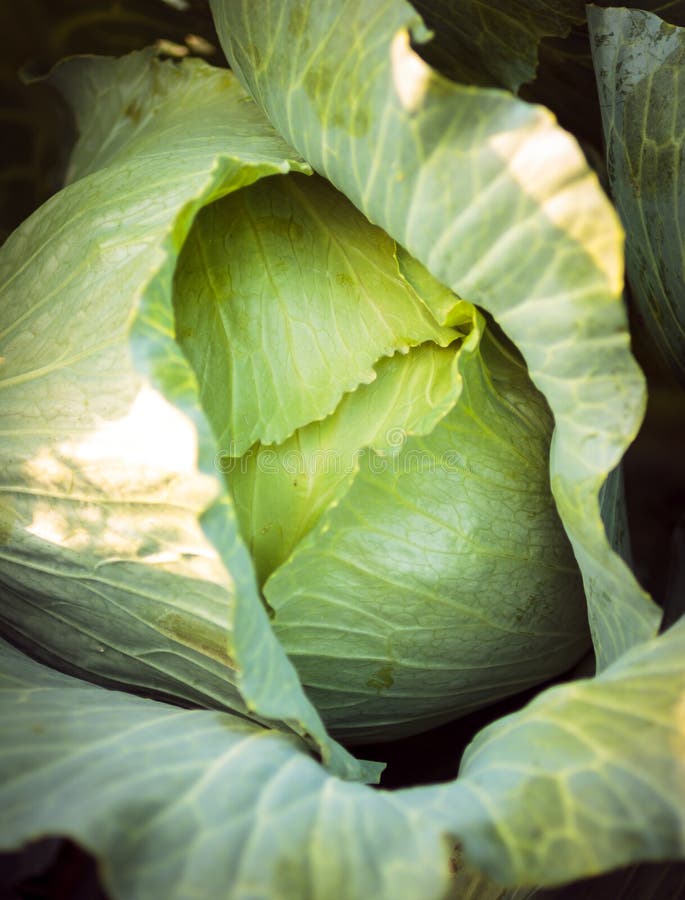 Handsome Young Cabbage Gradually Increases Stock Image - Image of ...