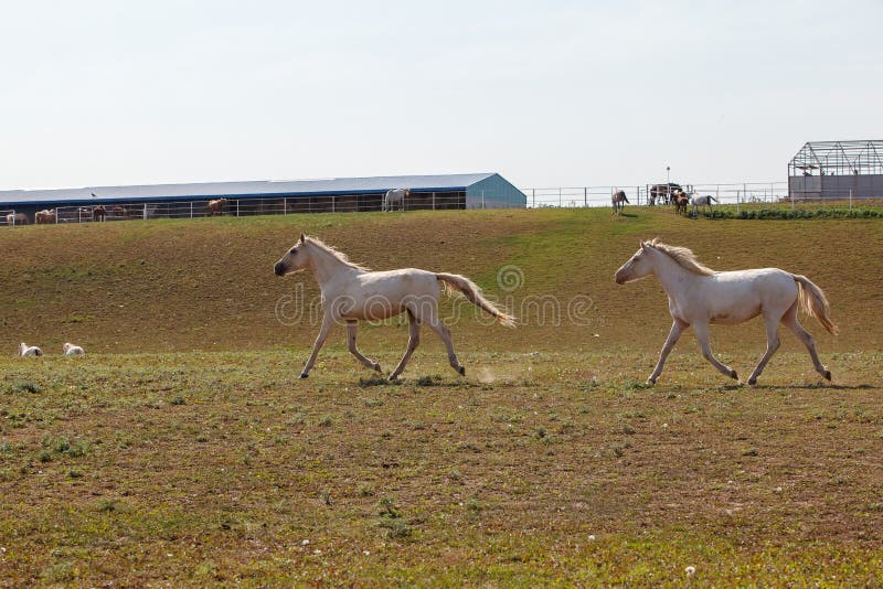 Young Horses Running at a Horse Farm Stock Photo - Image of nature ...