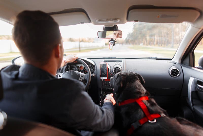 Handsome Young Man with a Dog in the Car Travel. Stock Image - Image of ...