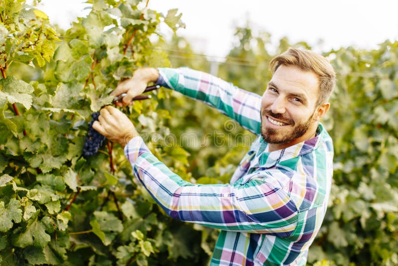 Young Man Working in the Vineyard Stock Image - Image of outdoors ...