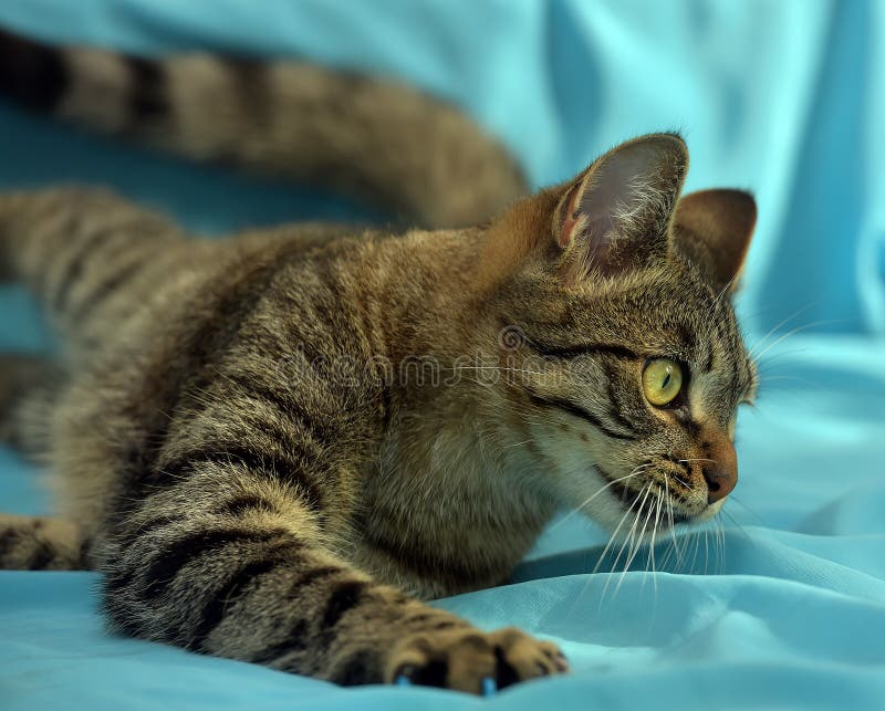Handsome young tabby cat stock photo. Image of closeup - 76702770