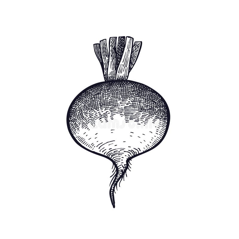 Handtekening Van Plantaardige Raap Vector Illustratie - Illustration of ...