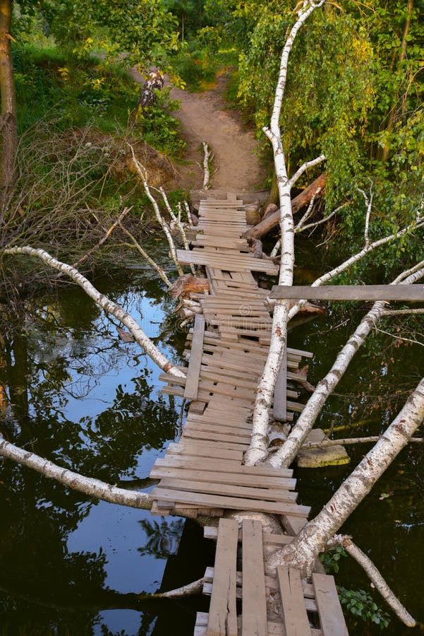 Fallen Tree Trunk As a Bridge Over a River in Green Forest Stock Photo ...